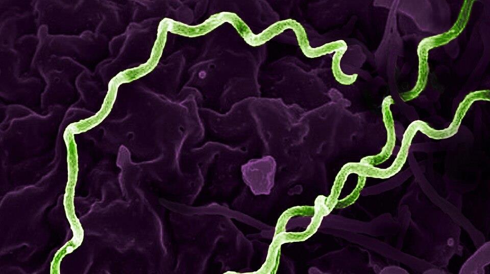 Ancient DNA pushes back record of treponemal disease-causing bacteria ...