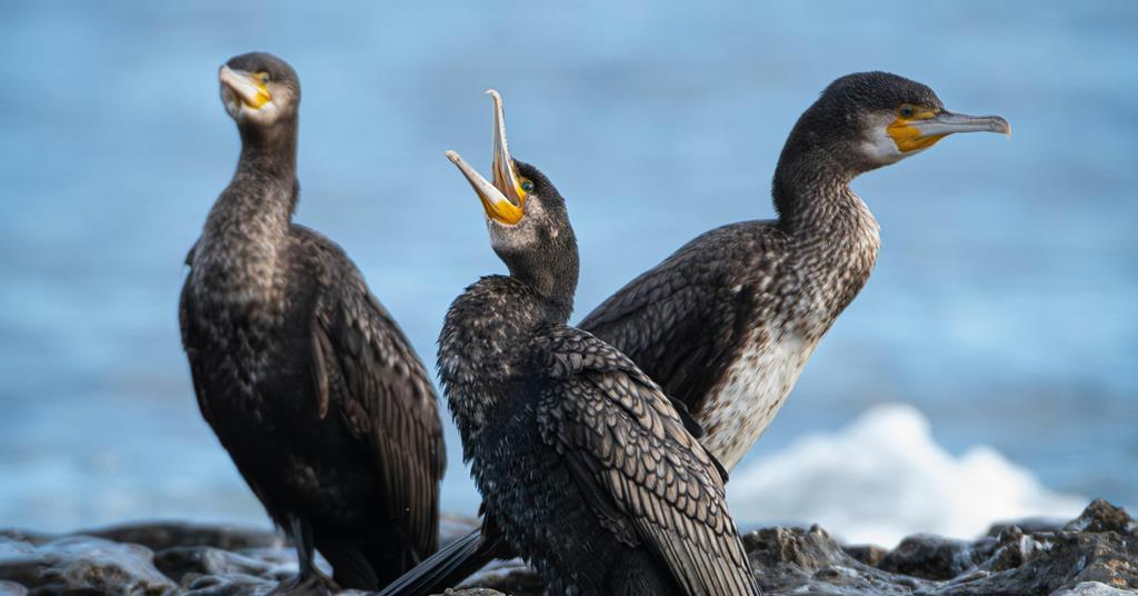 New carrier birds brought avian flu to Europe, Americas | News | The ...