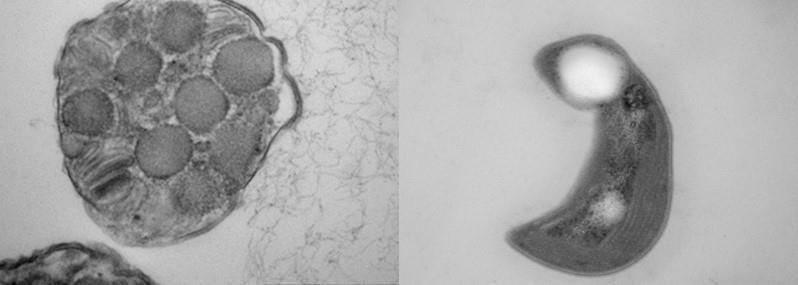 Methanotrophic bacteria: an emerging biotechnological workhorse in the ...