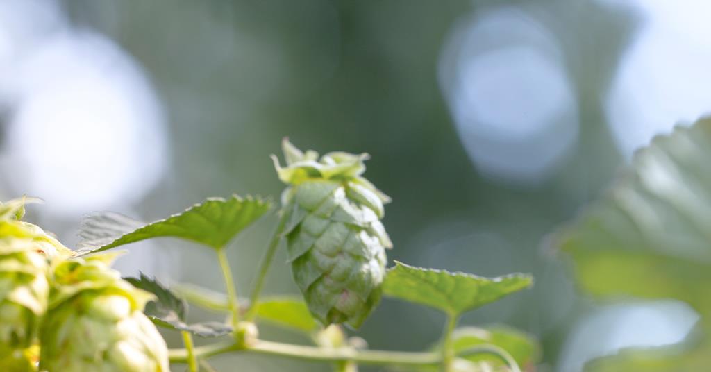 Hops compound reduces abundance of gut microbe associated with ...