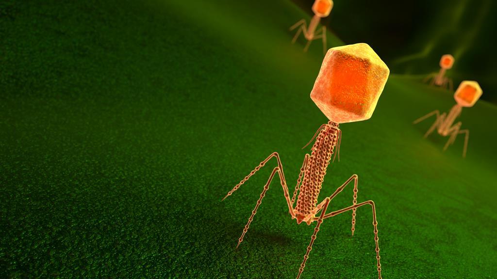 Unlocking the secrets of phages: DNA modification discoveries offer new ...