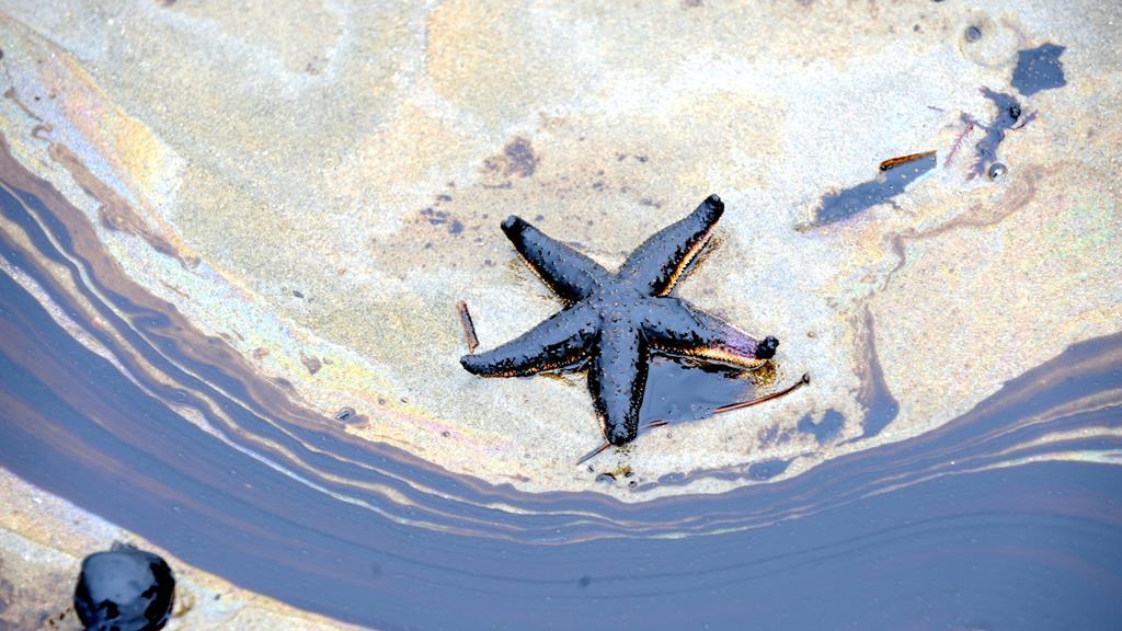 Harnessing marine microbes for bioremediation: cleaning up ocean ...