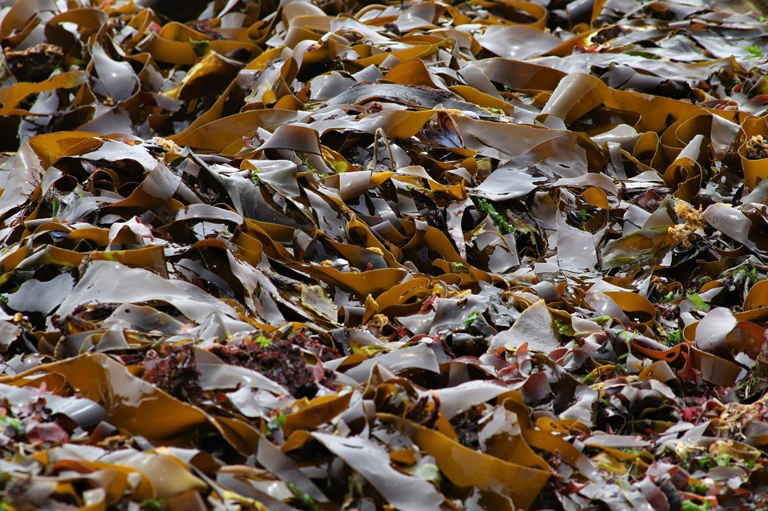 Engineered bacteria unlock seaweed potential: dual enzyme system ...