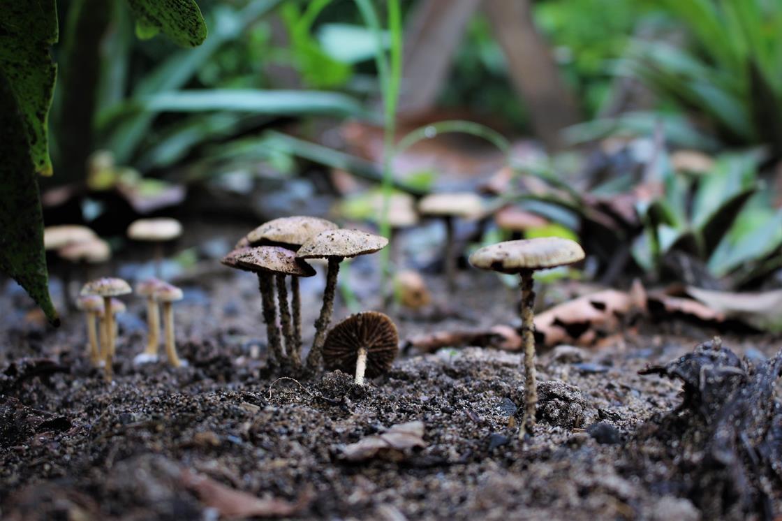 A relationship with benefits: microfungi’s important role in plant ...
