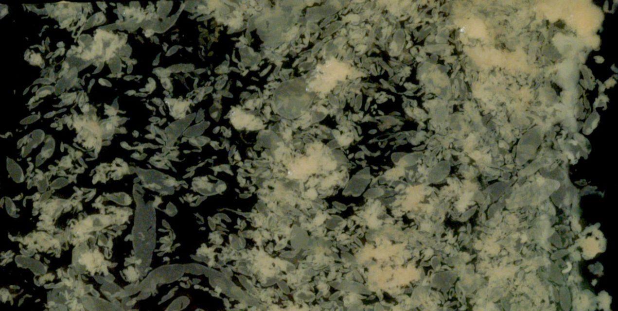 Forensics through biofilm microbiology | Features | The Microbiologist