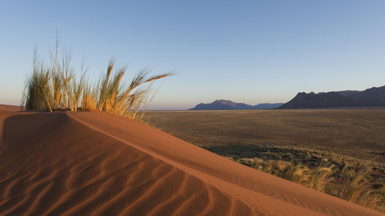 Microbial solutions to dryland desertification | Features | The ...