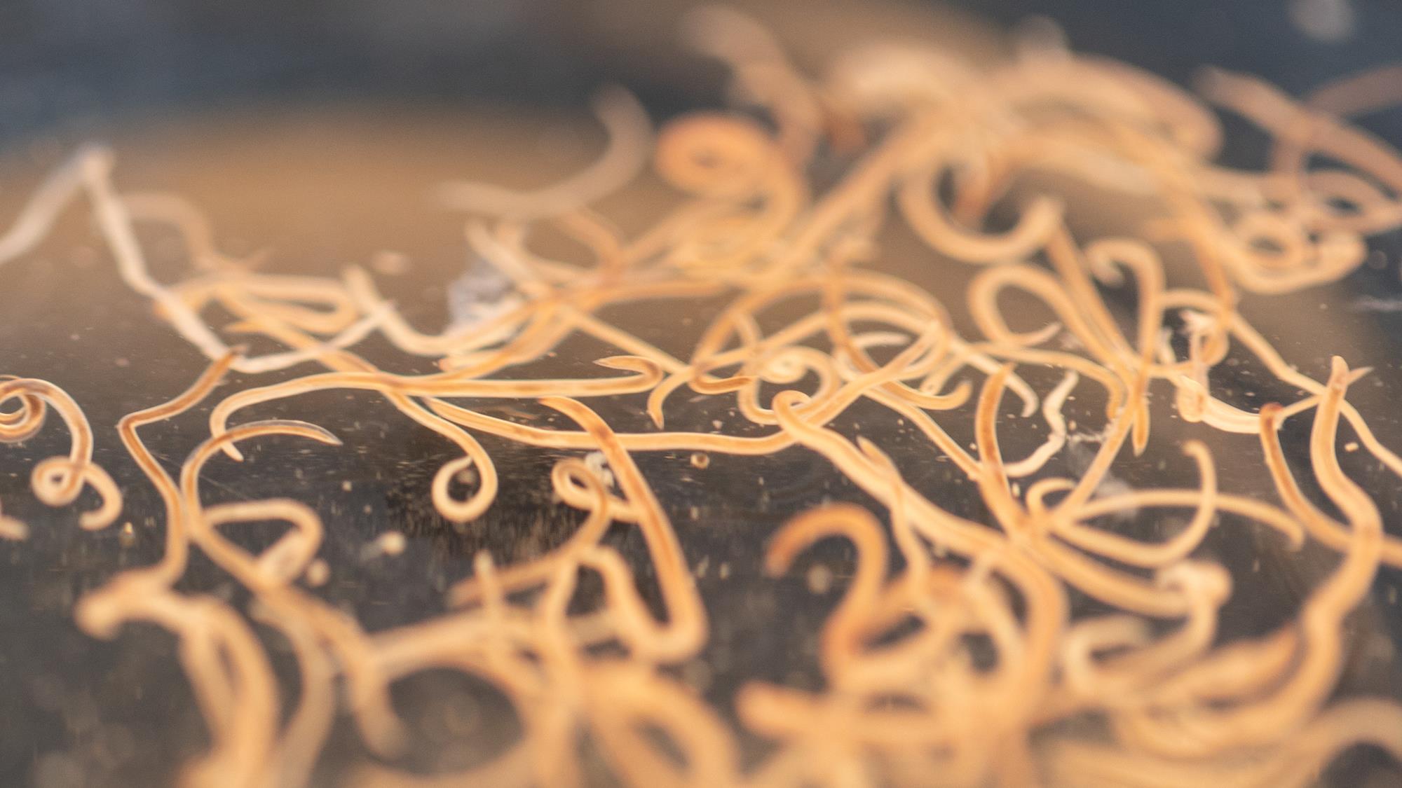 Parasitic worms: an unexplored source of novel antimicrobials ...