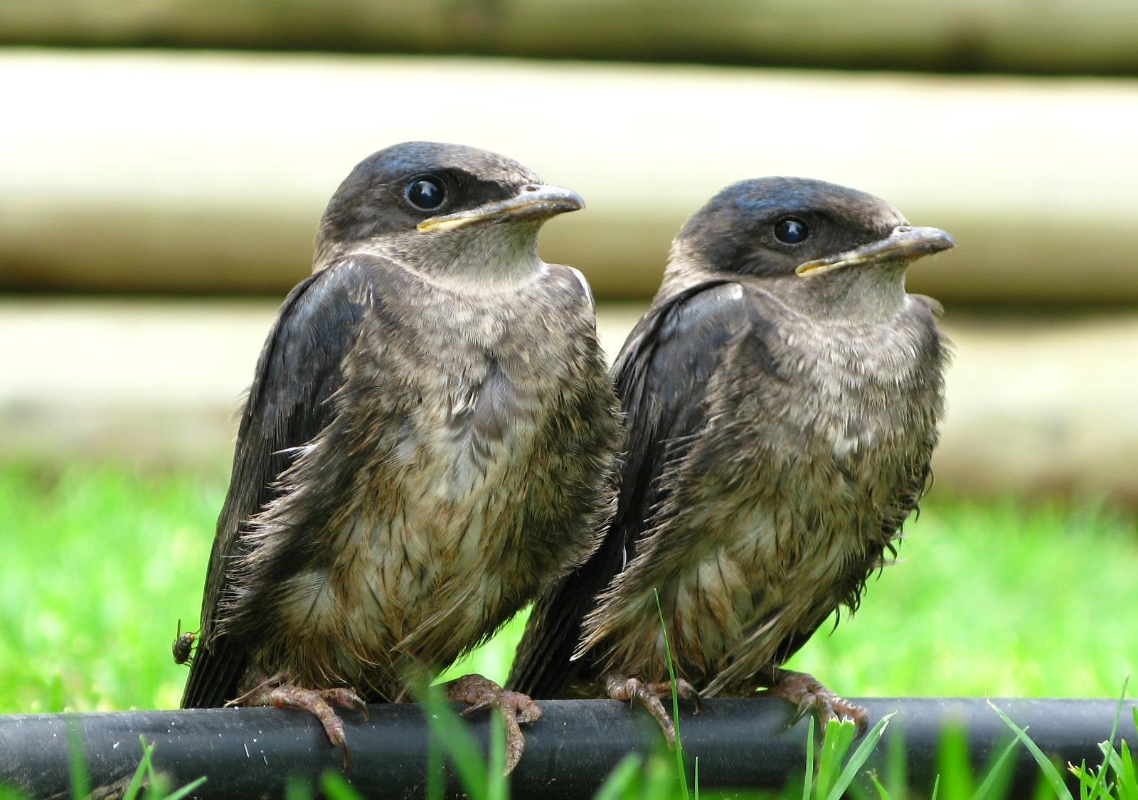 What a waste: poop and plastic in the study of purple martin ...