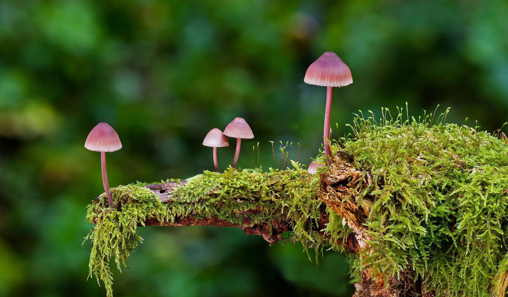 Under the microscope: forest fungi | Features | The Microbiologist