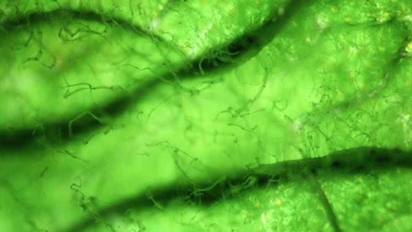 Under the microscope: microalgae-based bioremediation | Features | The ...