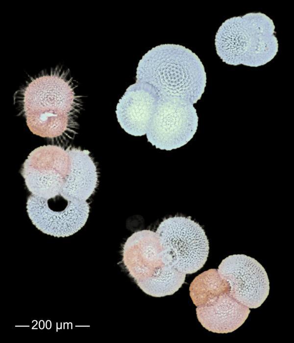 Tiny ocean organisms missing from climate models may hold the key to ...