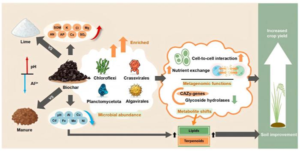Biochar triggers long-term soil recovery by reshaping microbes and ...
