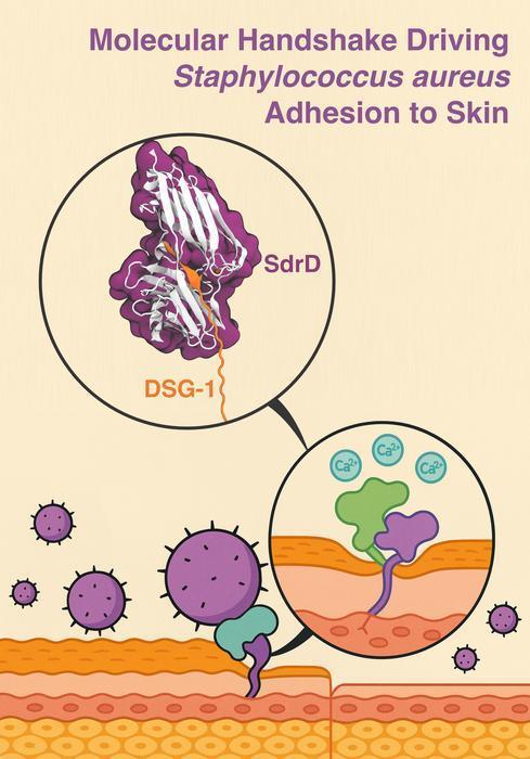 The cling of doom: How staph bacteria latch onto human skin | News ...