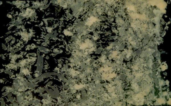 Forensics through biofilm microbiology | Features | The Microbiologist