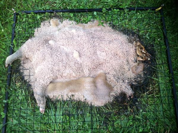 Microbial interactions of the necrobiome | Features | The Microbiologist