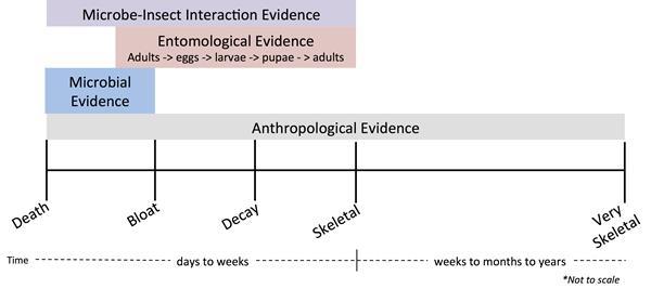 Microbial interactions of the necrobiome | Features | The Microbiologist