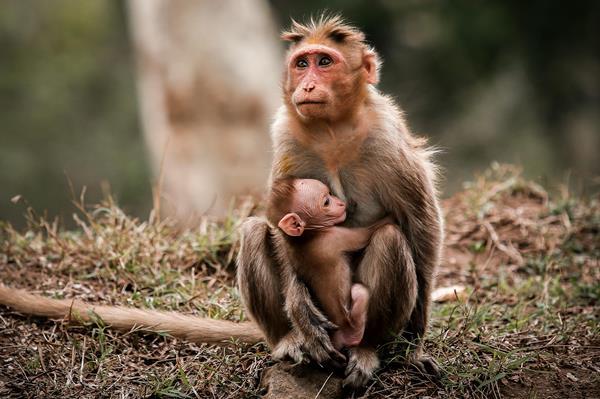 Ancient viral DNA shapes early embryo development | News | The ...