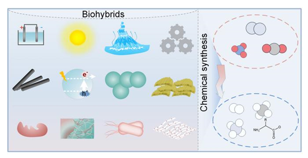 Biohybrids: Pioneering sustainable chemical synthesis at the energy ...