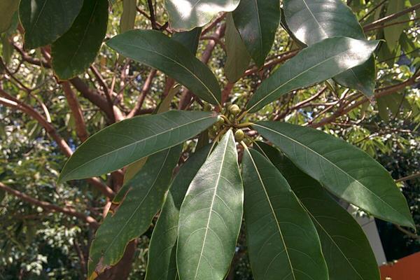 Scientists decode tree genome to unlock terpenoid-based disease ...