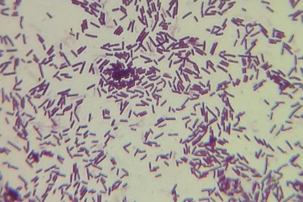 Probiotic living microneedles designed by interbacterial competition ...