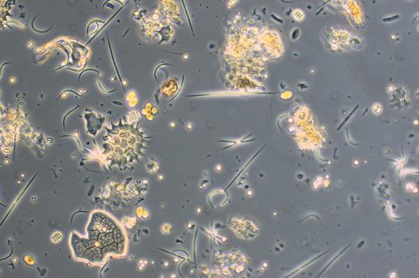 Predicting the development of biological communities in different kinds ...