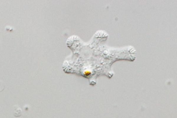 Rediscovery of rare marine amoeba Rhabdamoeba marina | News | The ...