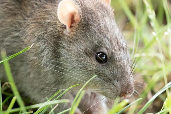 Hepatitis E virus from rats can also infect humans in individual cases ...