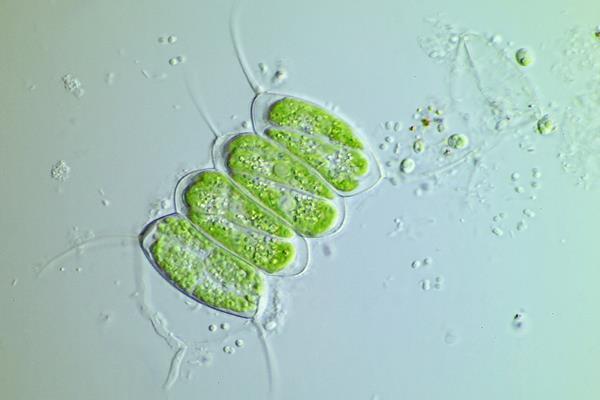 Under the microscope: microalgae-based bioremediation | Features | The ...