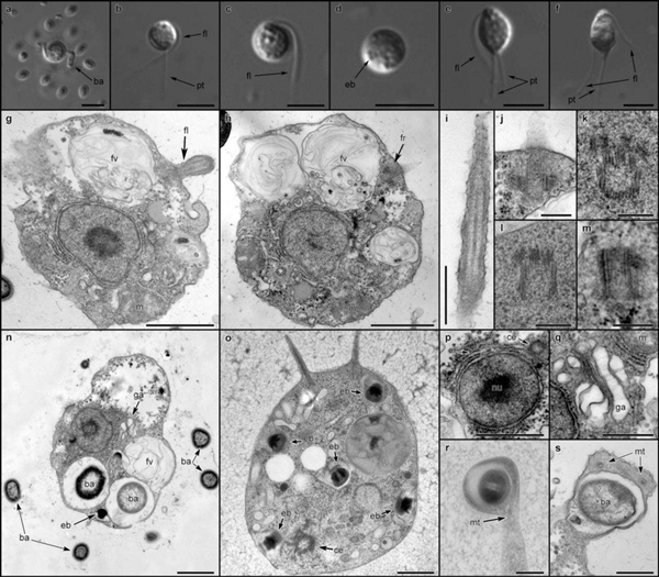 Clues to origins of complex life revealed with discovery of new ...