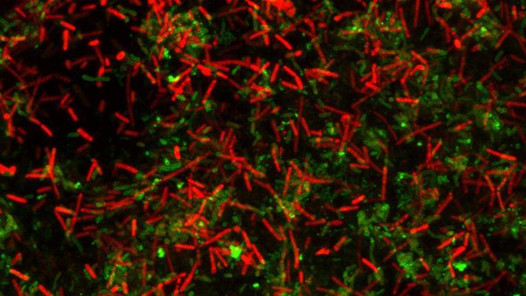 The power of biofilm engineering: one plus one does not always make two ...