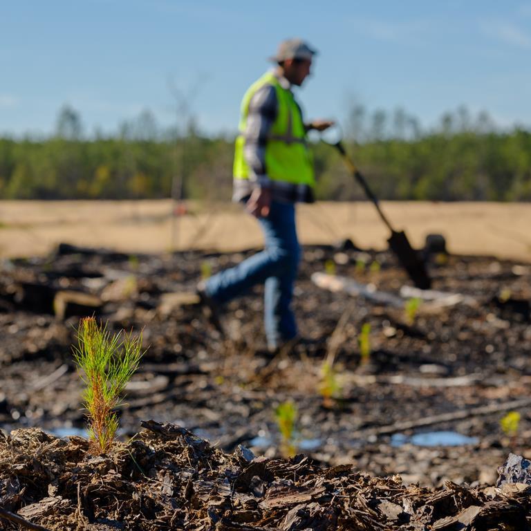 The groundbreaking potential of the forest microbiome | Careers | The ...