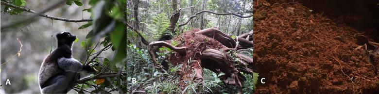 Lemur conservation, geophagy and how diet impacts the gut microbiome ...