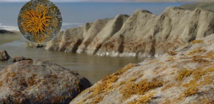 First known lichen in the fossil record helped structure terrestrial ...