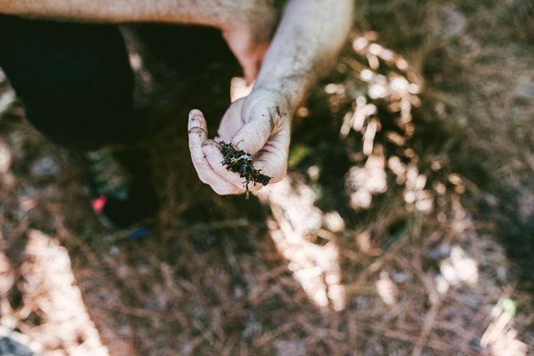 The groundbreaking potential of the forest microbiome | Careers | The ...