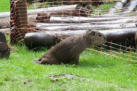 Capybaras found dead from rabies on island in Brazil | News | The ...