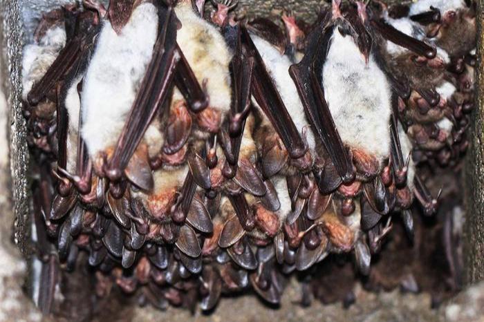 Bat mating swarms may be the key to solving the next pandemic | News ...