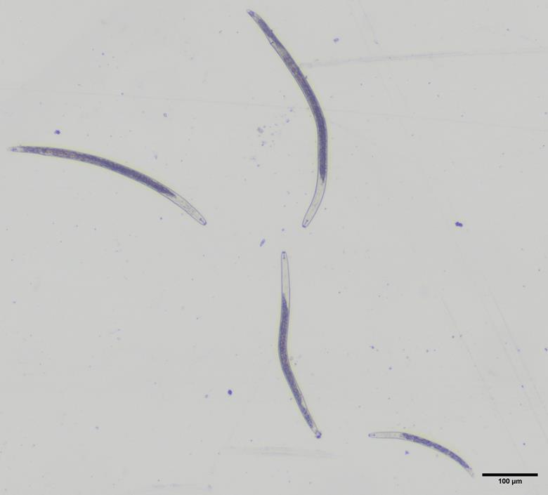 Study reveals root-lesion nematodes in maize crops - and one potential ...