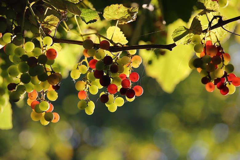 The diverse industrial applications of microbial pectinases | The ...