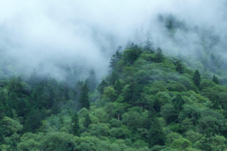 Nitrogen addition reshapes forest microbes: A five-year insight into ...