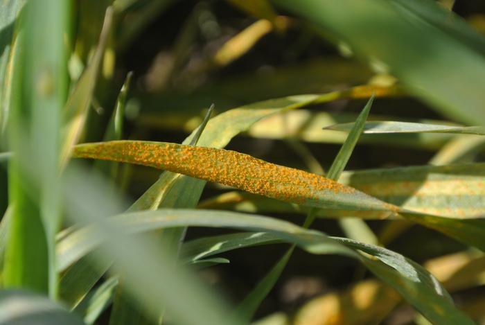 Rapid response launched to tackle new yellow rust strains threatening ...