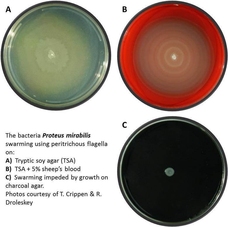Forensics through biofilm microbiology | Features | The Microbiologist