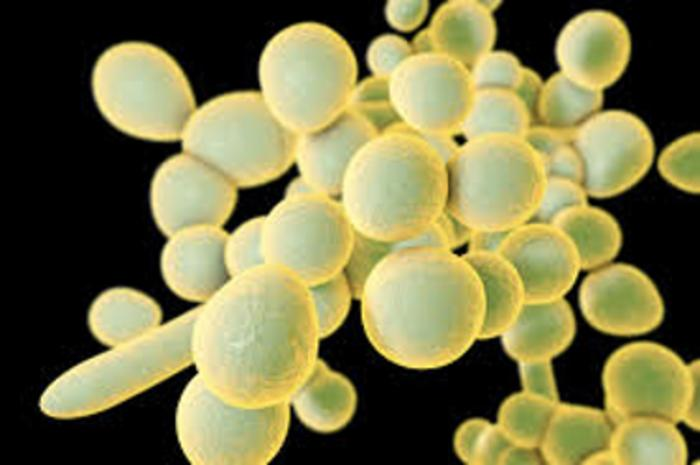 Strategic advancement of second-generation fungal vaccine VXV-01 ...