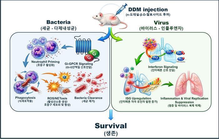 One strategy to block both drug-resistant bacteria and influenza: new ...