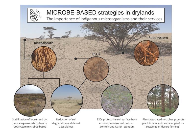 Microbial solutions to dryland desertification | Features | The ...