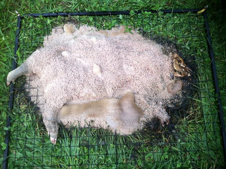 Microbial interactions of the necrobiome | Features | The Microbiologist