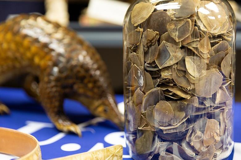 Wildlife trade increases pathogen transmission | News | The Microbiologist
