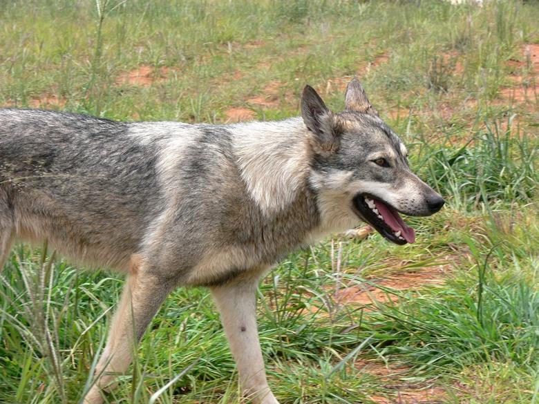 Under the microscope: rabies | Features | The Microbiologist