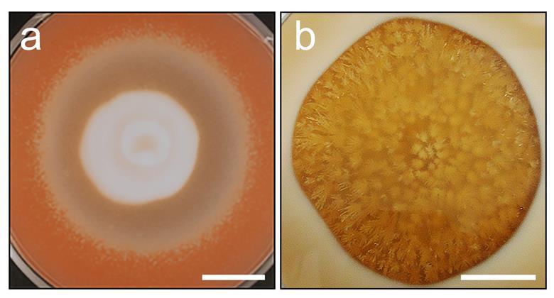 Fungal Transformation and Biorecovery of Minerals, Metals and ...