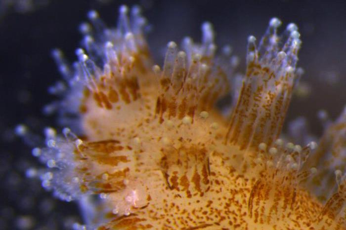 Algae pass on nutrients to coral host by degrading own cell wall | The ...