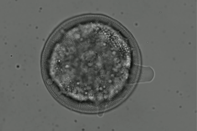 New research uncovers mechanics behind the skillful movement of shelled ...